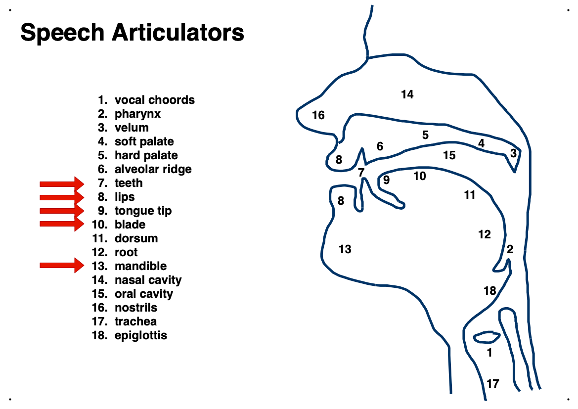 Visual Speech